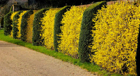 Forsycja (Forsythia) > Szkółka krzewów Fałdowie